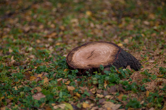 Tump Bilder – Durchsuchen 269 Archivfotos, Vektorgrafiken und Videos ...