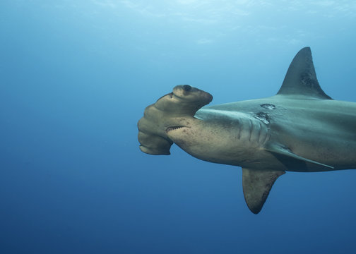 รูปภาพHammerhead – เลือกดูภาพถ่ายสต็อก เวกเตอร์ และวิดีโอ20,738 | Adobe ...