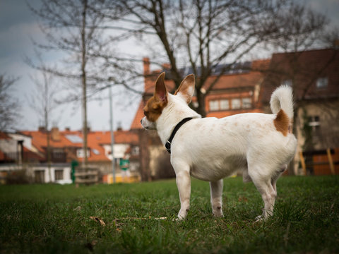 รูปภาพChiuaua – เลือกดูภาพถ่ายสต็อก เวกเตอร์ และวิดีโอ326 | Adobe Stock
