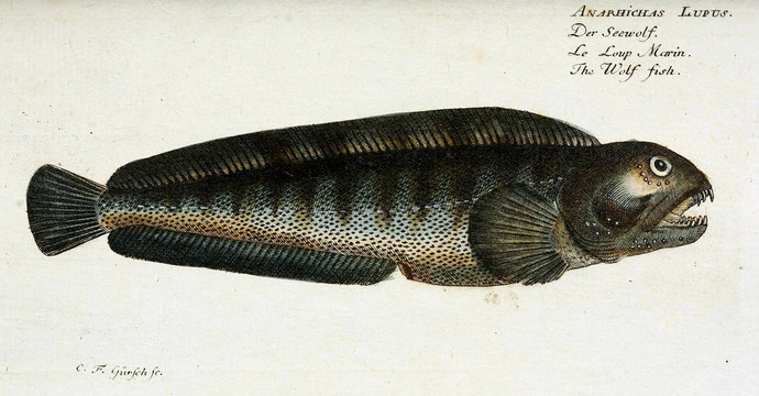 Imágenes de Wolf-Fish: descubre bancos de fotos, ilustraciones ...