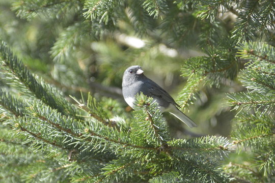 รูปภาพGranivore – เลือกดูภาพถ่ายสต็อก เวกเตอร์ และวิดีโอ2,308 | Adobe Stock