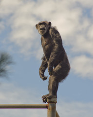 Joven chimpancé de pie como un ser humano | Foto Premium