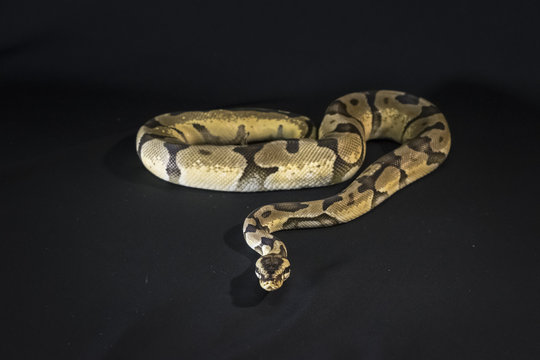 "Python Snake" Bilder – Durchsuchen 3,455 Archivfotos, Vektorgrafiken ...