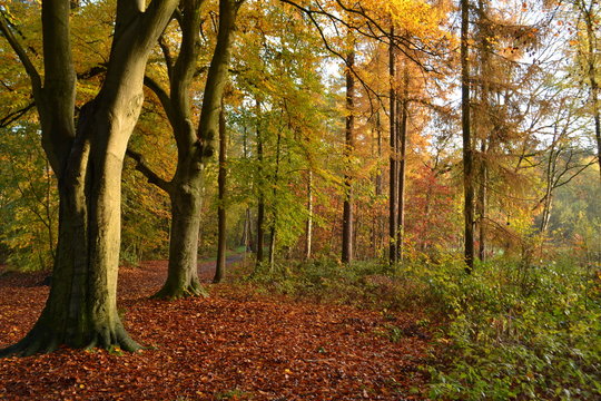 Ochtendzon Images – Browse 9 Stock Photos, Vectors, and Video | Adobe Stock