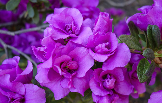 Azalea Bilder – Durchsuchen 75,913 Archivfotos, Vektorgrafiken und ...