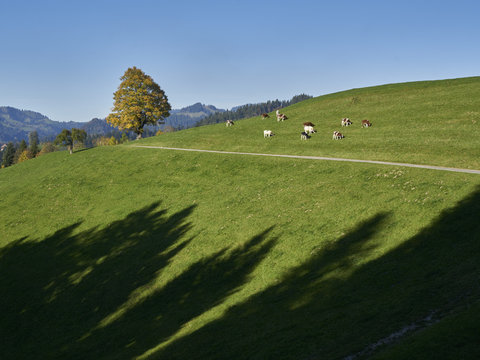 Baumschatten Зображення — огляд 192 Стокові фото, векторні зображення й ...