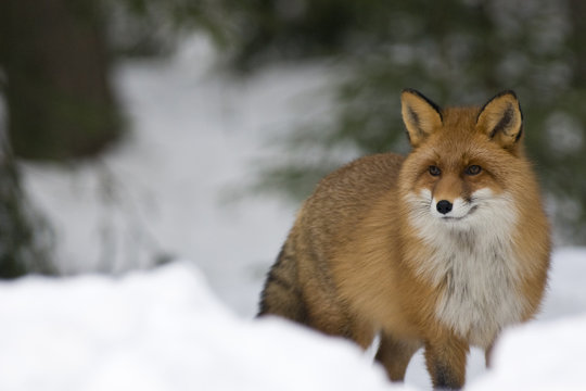 Dog-Fox bilder – Bläddra bland 70 stockfoton, vektorer och videor ...
