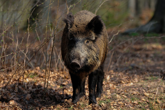 รูปภาพWildsau – เลือกดูภาพถ่ายสต็อก เวกเตอร์ และวิดีโอ1,091 | Adobe Stock