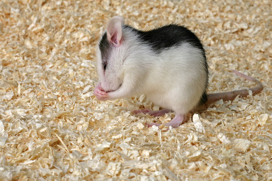 Farbratte Images – Browse 125 Stock Photos, Vectors, and Video | Adobe ...