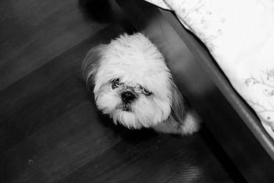 「Maltez」の写真素材 | 15件の無料イラスト画像 | Adobe Stock