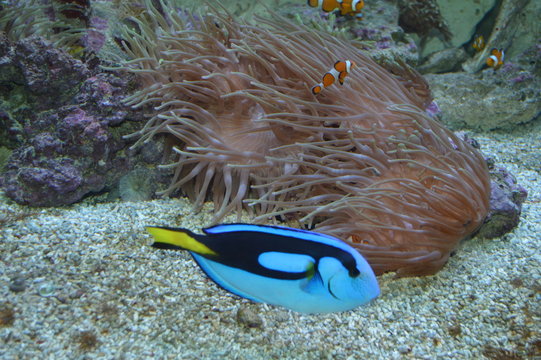 "Poisson Bleu" Images – Browse 104 Stock Photos, Vectors, and Video ...