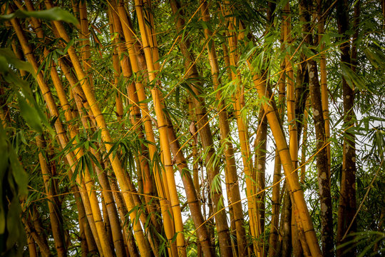 รูปภาพBaboo – เลือกดูภาพถ่ายสต็อก เวกเตอร์ และวิดีโอ927 | Adobe Stock