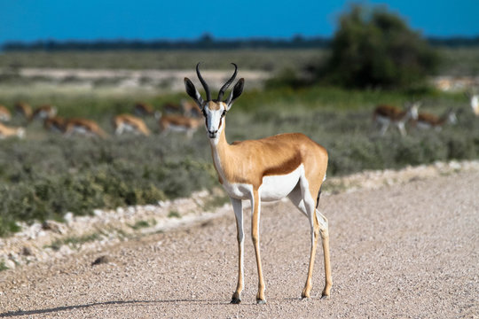 Springbock Images – Browse 8 Stock Photos, Vectors, and Video | Adobe Stock