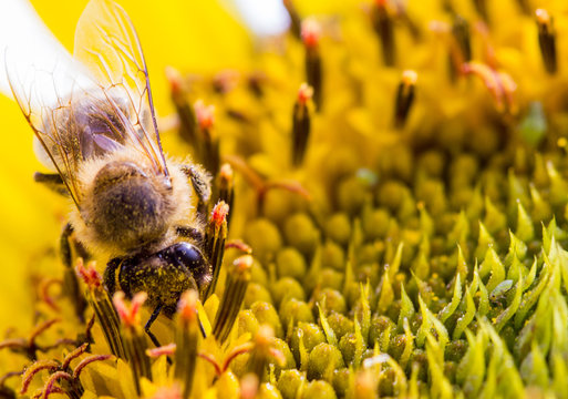 Butine Images – Browse 1,654 Stock Photos, Vectors, and Video | Adobe Stock