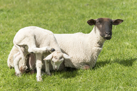 รูปภาพOvis – เลือกดูภาพถ่ายสต็อก เวกเตอร์ และวิดีโอ39,682 | Adobe Stock