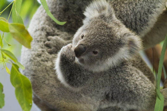 "Koala Cubs" Images – Browse 15 Stock Photos, Vectors, and Video ...