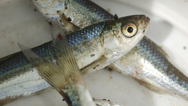 Brachse bilder – Bläddra bland 164 stockfoton, vektorer och videor ...