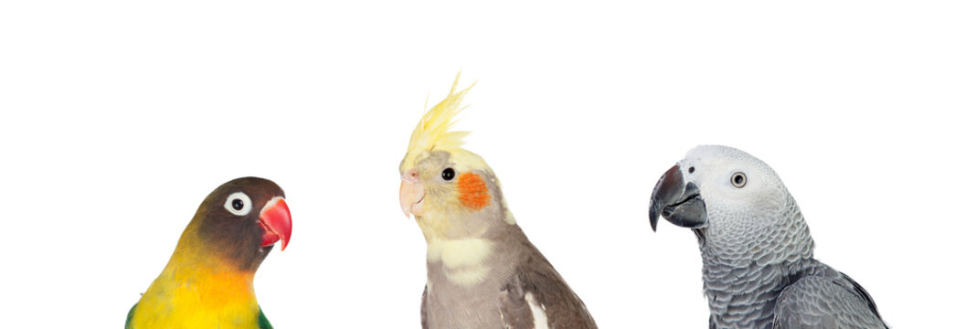 Chatterbox Images – Browse 920 Stock Photos, Vectors, and Video | Adobe ...