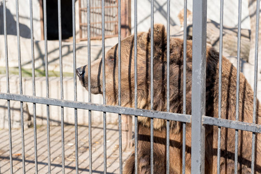 Hurt Zoo Animal Bilder – Durchsuchen 979 Archivfotos, Vektorgrafiken ...
