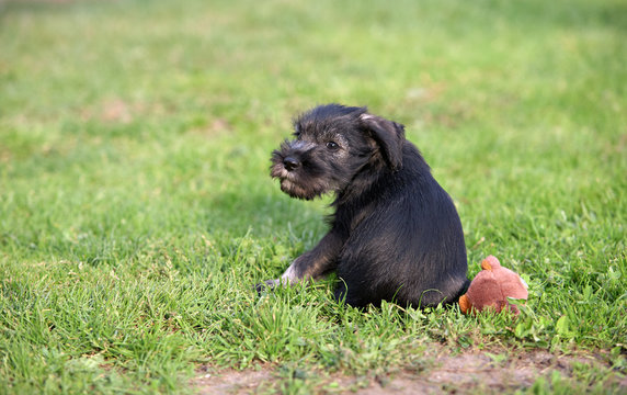 Mittelschnauzer bilder – Bläddra bland 1,097 stockfoton, vektorer och ...