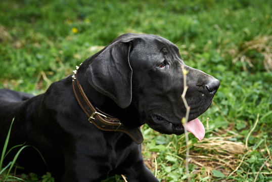 รูปภาพBoarhound – เลือกดูภาพถ่ายสต็อก เวกเตอร์ และวิดีโอ121 | Adobe Stock