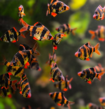 รูปภาพ"Sumatra Barb" – เลือกดูภาพถ่ายสต็อก เวกเตอร์ และวิดีโอ529 ...