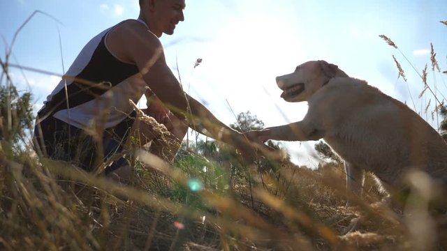 Dog Handshake Images – Browse 4,307 Stock Photos, Vectors, and Video ...