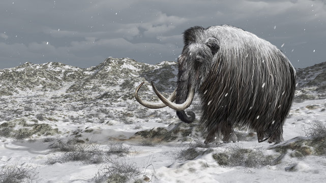 รูปภาพMammoth – เลือกดูภาพถ่ายสต็อก เวกเตอร์ และวิดีโอ41,873 | Adobe Stock