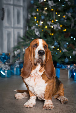 Basset Images – Browse 9,820 Stock Photos, Vectors, and Video | Adobe Stock
