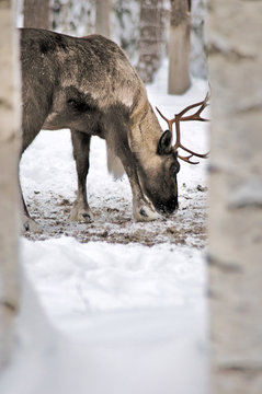 Tudra Images – Browse 41 Stock Photos, Vectors, and Video | Adobe Stock