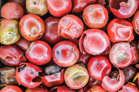"Roter Pfeffer"-Bilder: Stock-Fotos & -Videos. | Adobe Stock