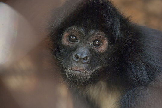 รูปภาพChango – เลือกดูภาพถ่ายสต็อก เวกเตอร์ และวิดีโอ279 | Adobe Stock