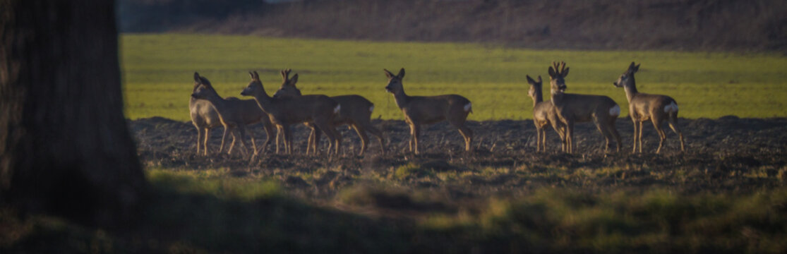 「Caprioli」の写真素材 | 712件の無料イラスト画像 | Adobe Stock