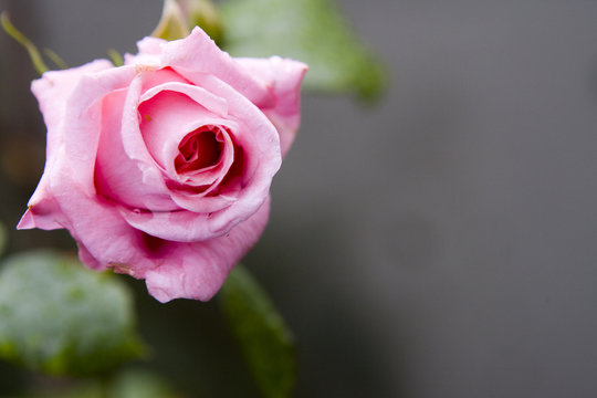 Rosey Images – Browse 526 Stock Photos, Vectors, and Video | Adobe Stock