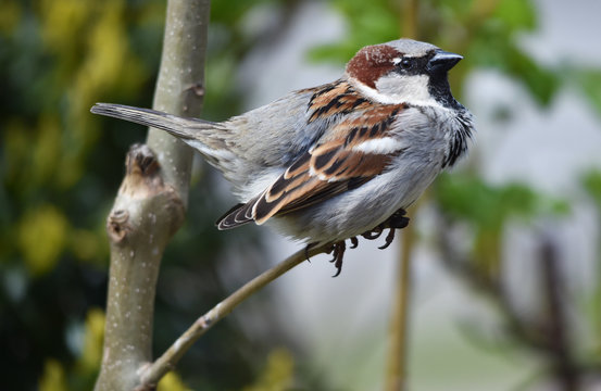 รูปภาพSperlinge – เลือกดูภาพถ่ายสต็อก เวกเตอร์ และวิดีโอ1,522 | Adobe Stock