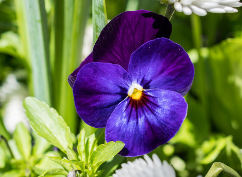 Fotolia - Images et vidéos libres de droits | Adobe Stock