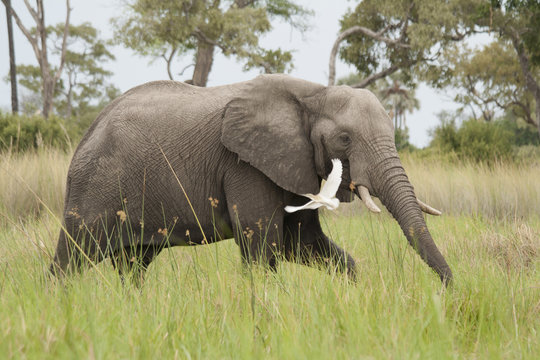 "Elephant Bird" Images – Browse 196 Stock Photos, Vectors, and Video ...