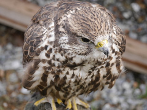 Raróg Images – Browse 20 Stock Photos, Vectors, and Video | Adobe Stock