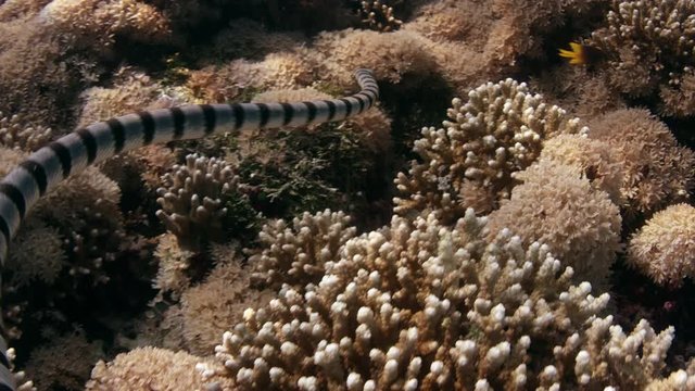 "Banded Sea Krait" Images – Browse 347 Stock Photos, Vectors, and Video ...