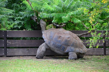 Tortoise photos, royalty-free images, graphics, vectors & videos ...