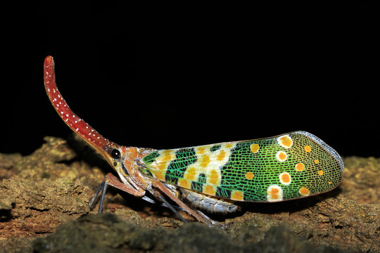 "Pyrops Candelaria"-Bilder: Stock-Fotos & -Videos. | Adobe Stock