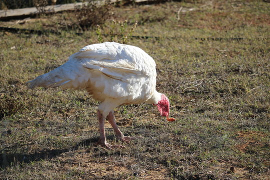 Picore 이미지 – 찾아보기 194 스톡 사진, 벡터 및 비디오 | Adobe Stock