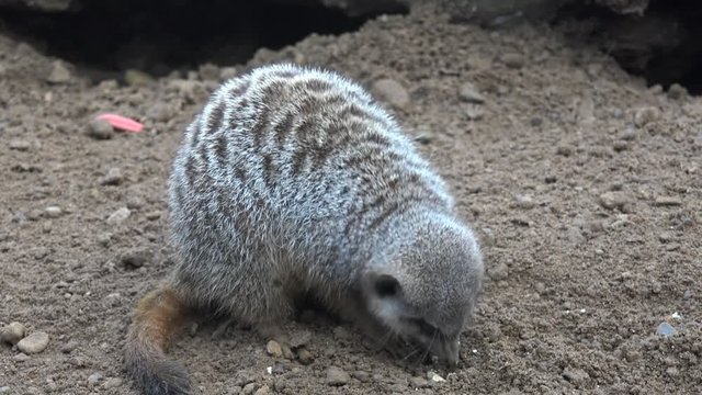 Scalf Bilder – Durchsuchen 269 Archivfotos, Vektorgrafiken und Videos ...