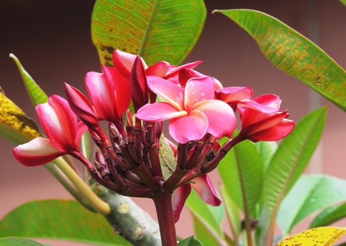 「Chafa」の写真素材 | 58件の無料イラスト画像 | Adobe Stock