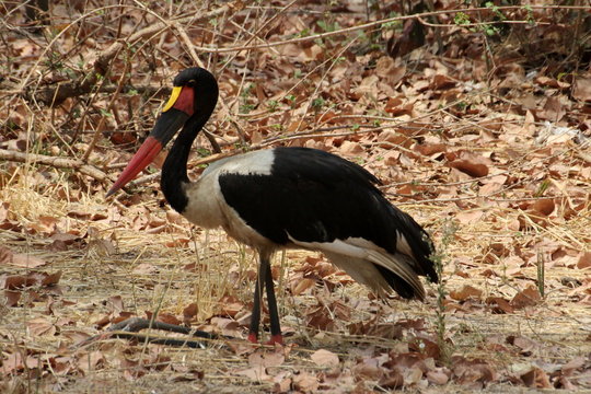 Fessen-Bilder: Stock-Fotos & -Videos. | Adobe Stock