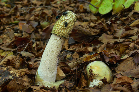 Fetido Images – Browse 13 Stock Photos, Vectors, and Video | Adobe Stock