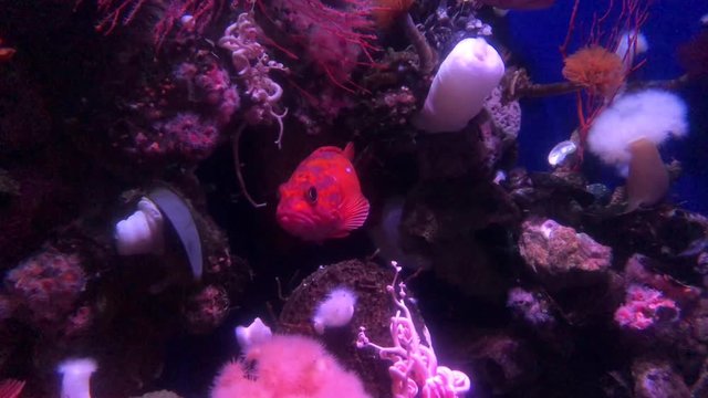 Soldierfish Images – Browse 840 Stock Photos, Vectors, and Video ...