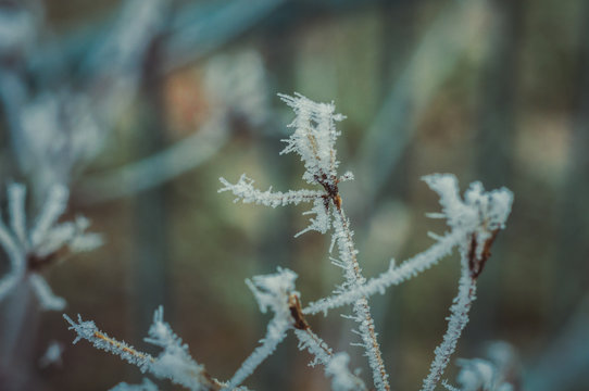 Filligran bilder – Bläddra bland 163 stockfoton, vektorer och videor ...