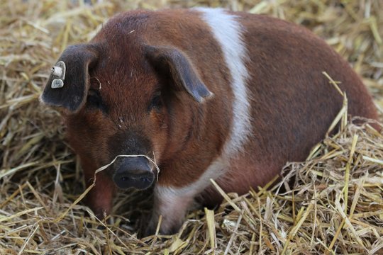 「Husumer」の画像 - 321 件の Stock 写真、ベクターおよびビデオ | Adobe Stock