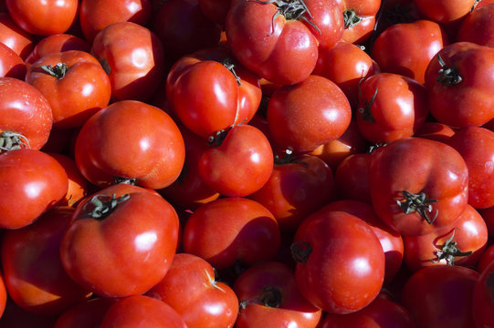 รูปภาพTomatto – เลือกดูภาพถ่ายสต็อก เวกเตอร์ และวิดีโอ4,431,327 | Adobe ...